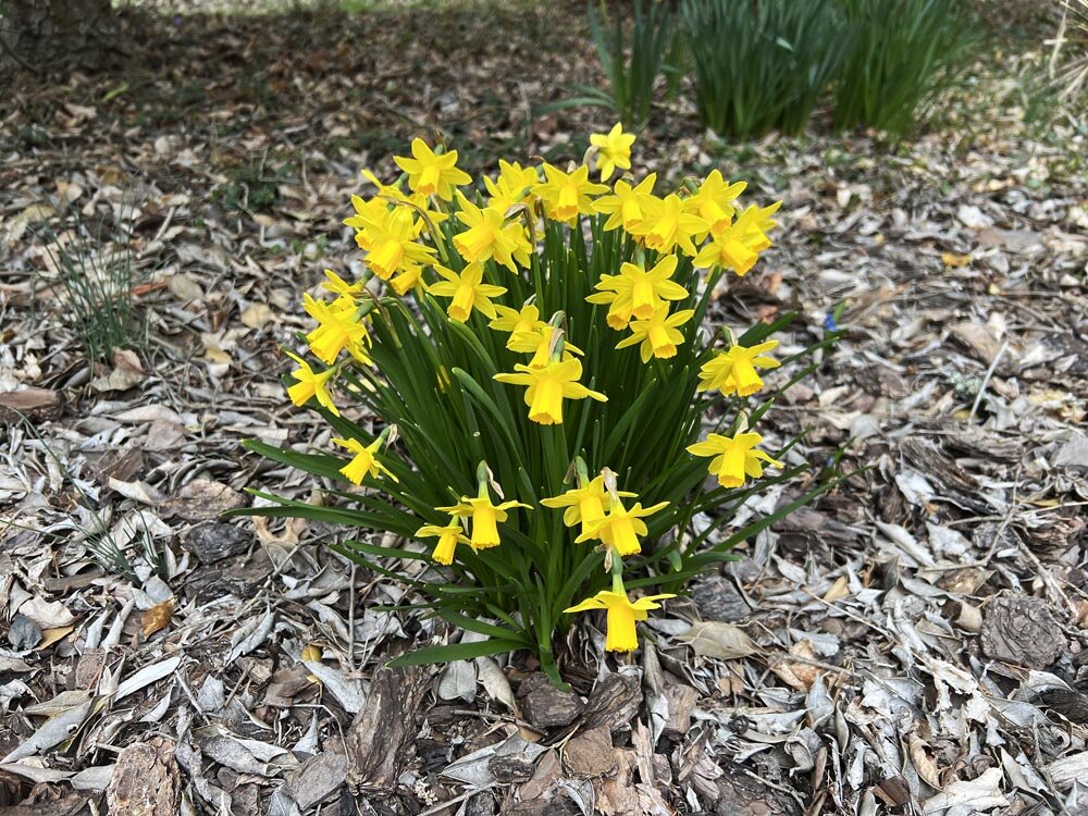 Spring has Arrived! - No Words - Photo.net