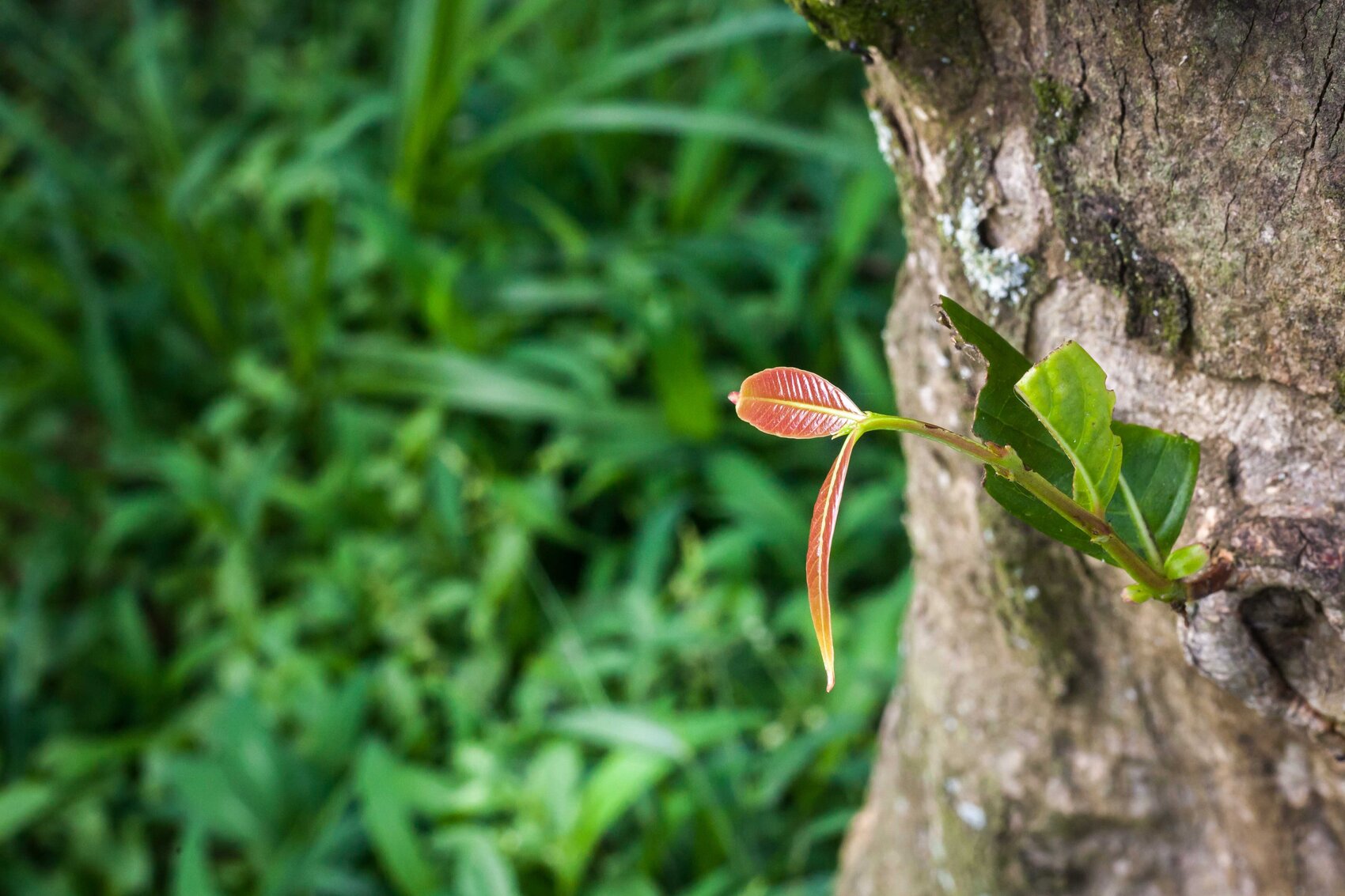 New Growth - Nature - Photo.net