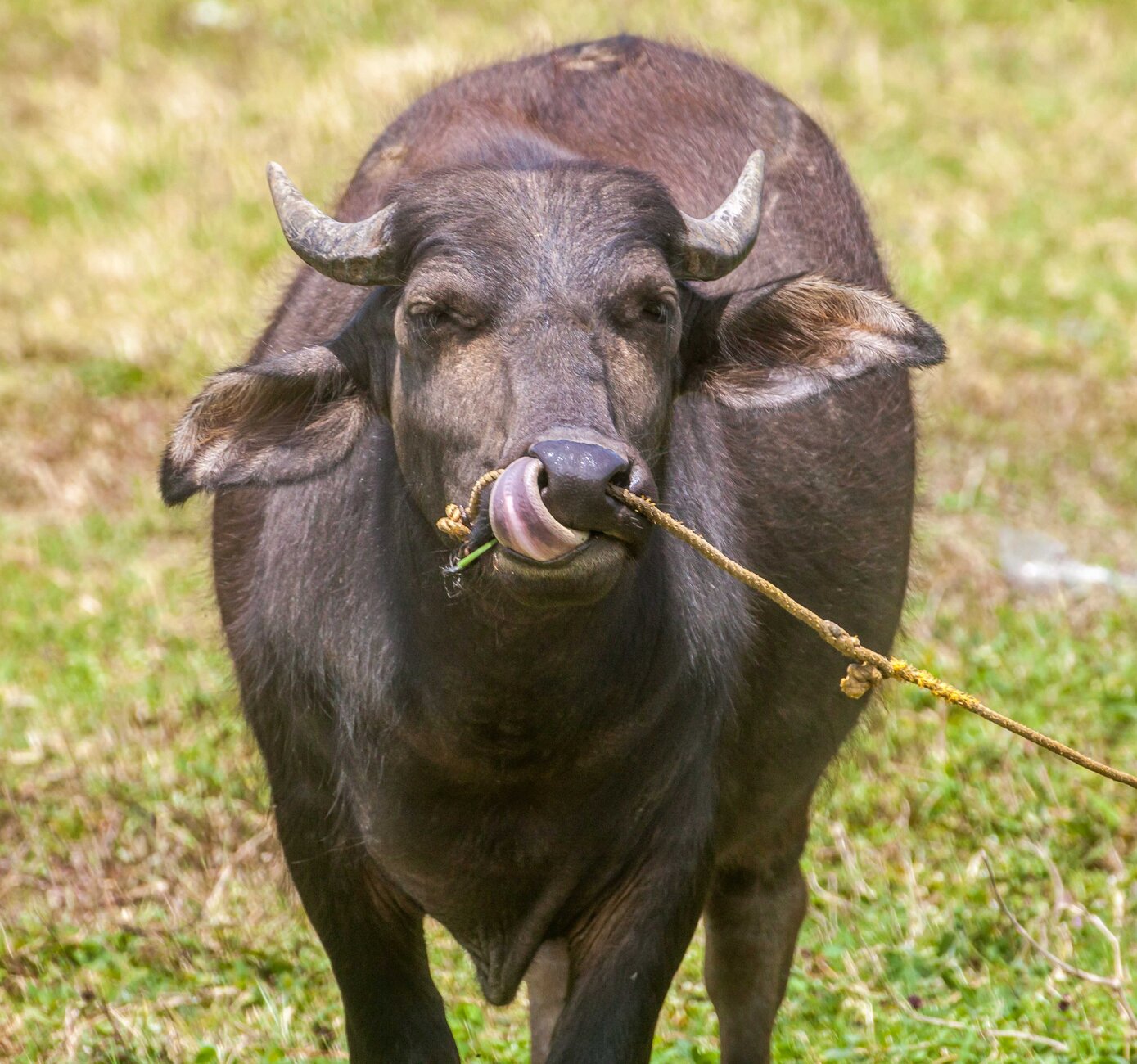 Mmmmmm . . . moo!! - Animal - Photo.net