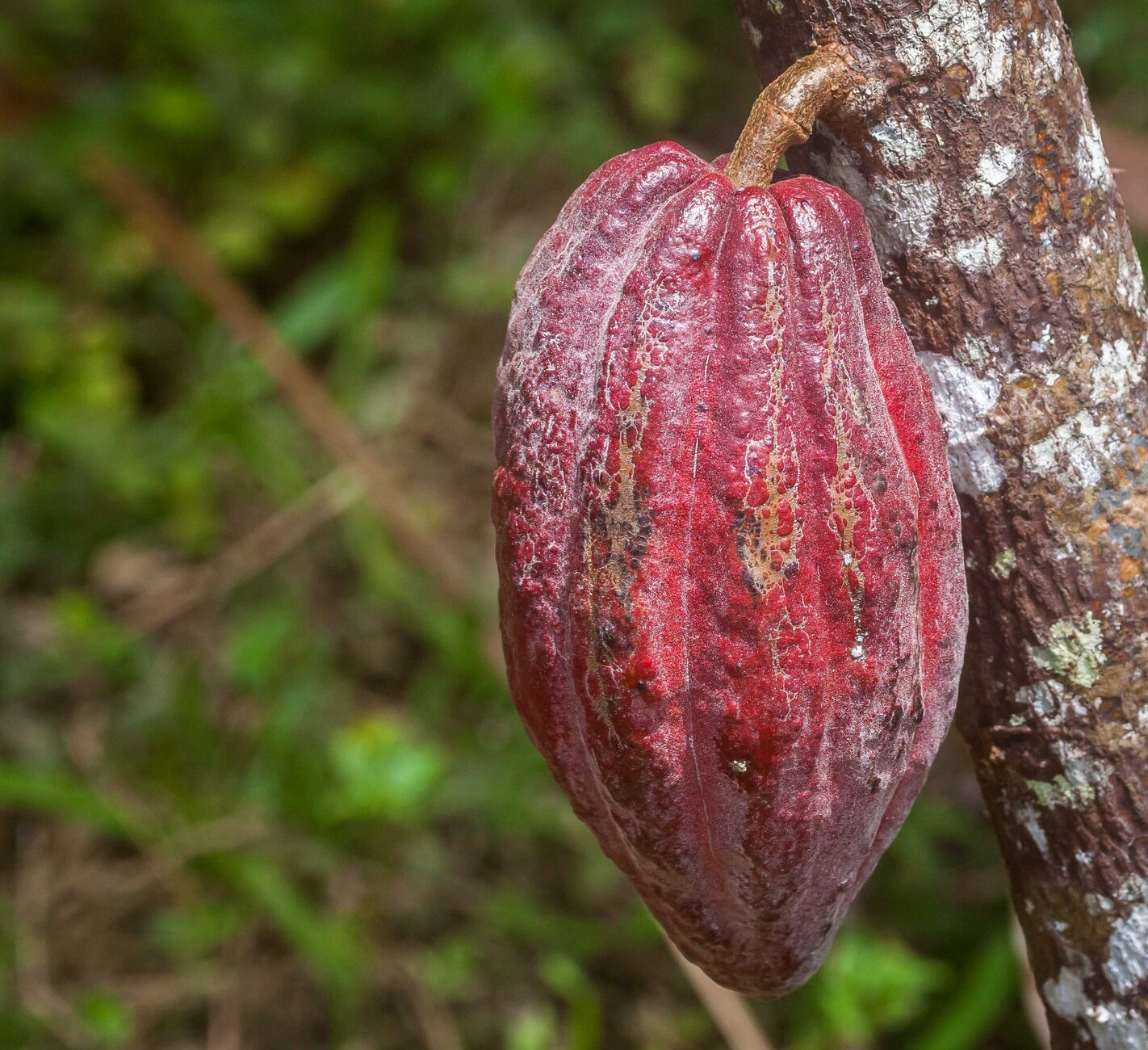 Cacao - Nature - Photo.net