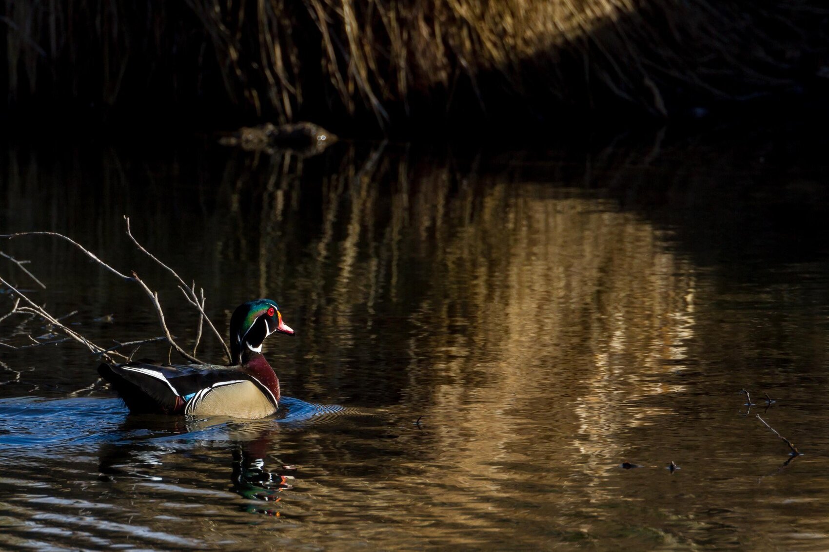 Wood Duck - Animal - Photo.net