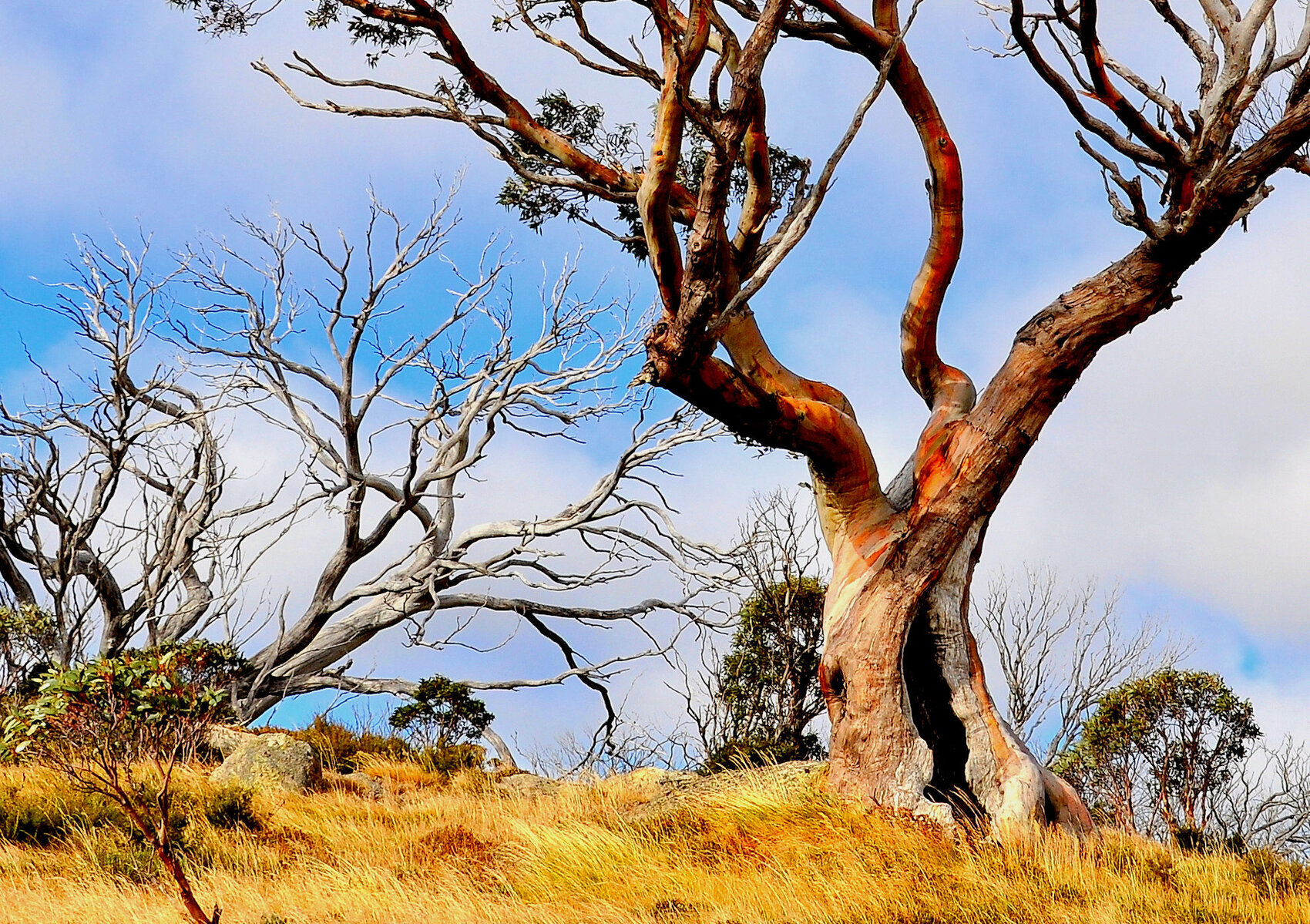 Snowgum 4.jpg - Uncategorized - Photo.net