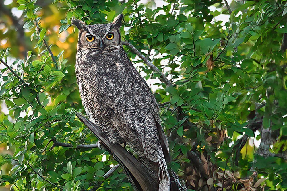 Monday in Nature, 12 May 2025 - Nature - Photo.net