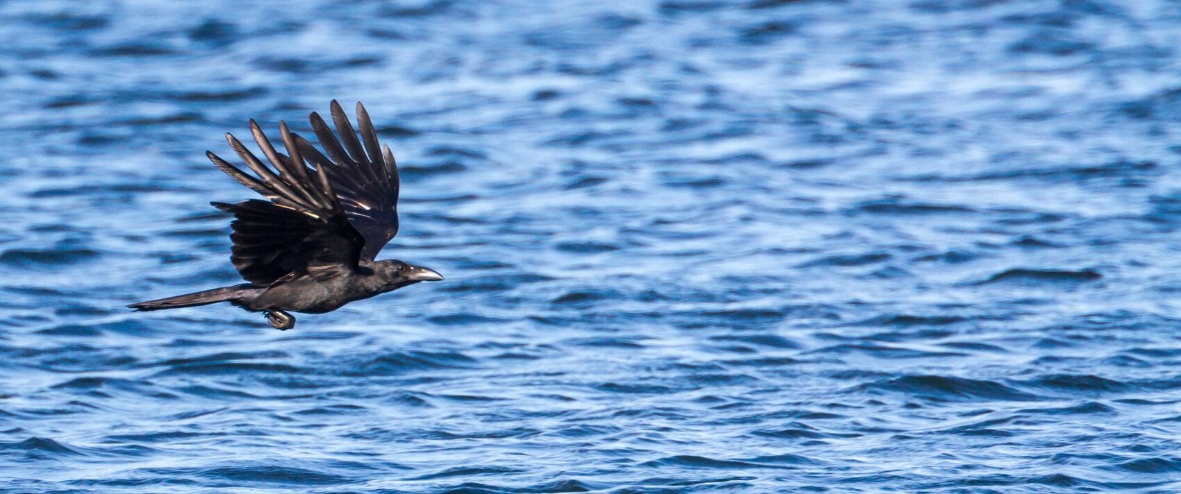Going for Gold - Wildlife - Photo.net