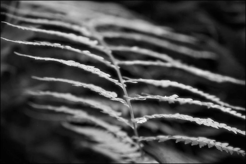 Ferns - Macro & Micro Photography - Photo.net