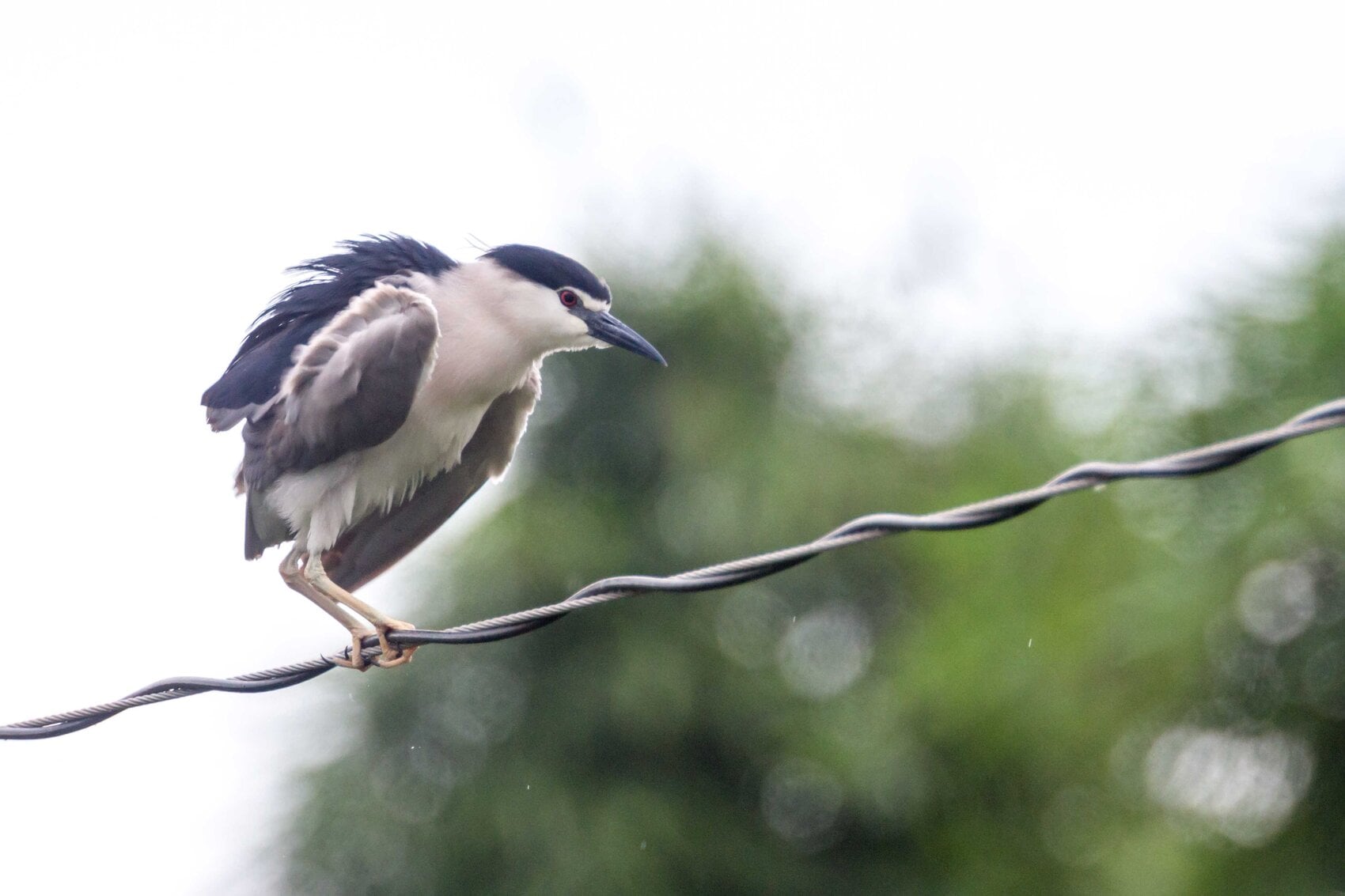 Ruffled Feathers - Wildlife - Photo.net