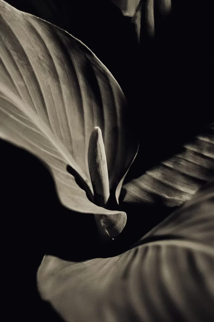 Flora as Oracle series of botanicals - Member's Albums - Uncategorized ...