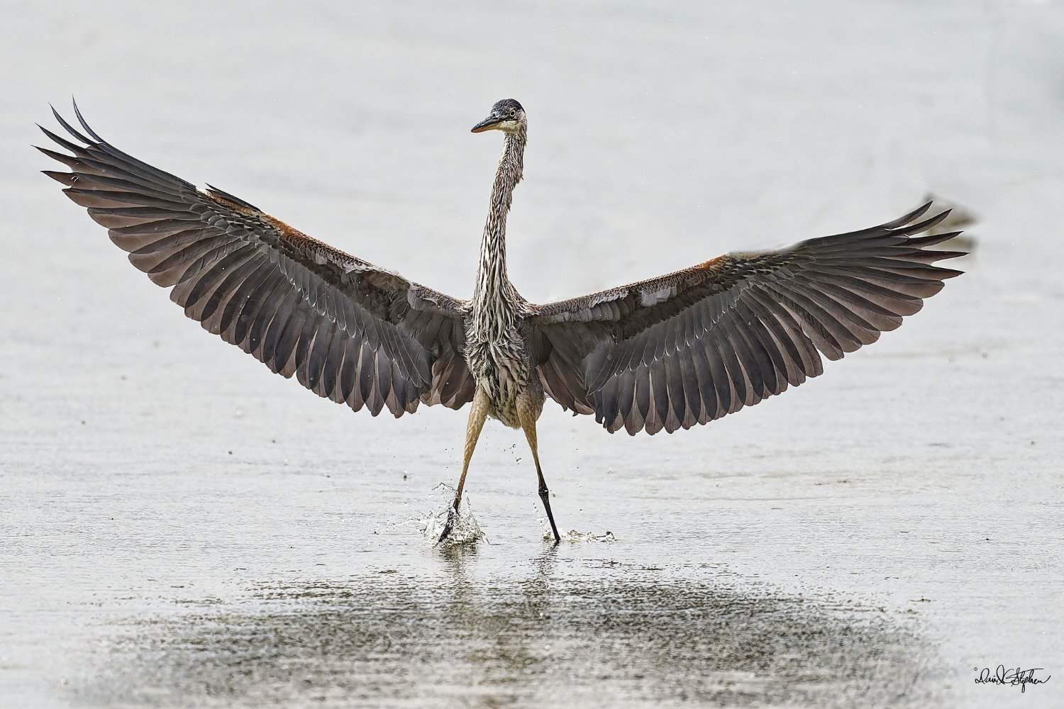 Heron or Egret - No Words - Photo.net