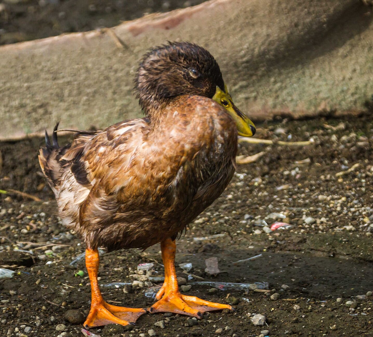 Just Ducky - Animal - Photo.net