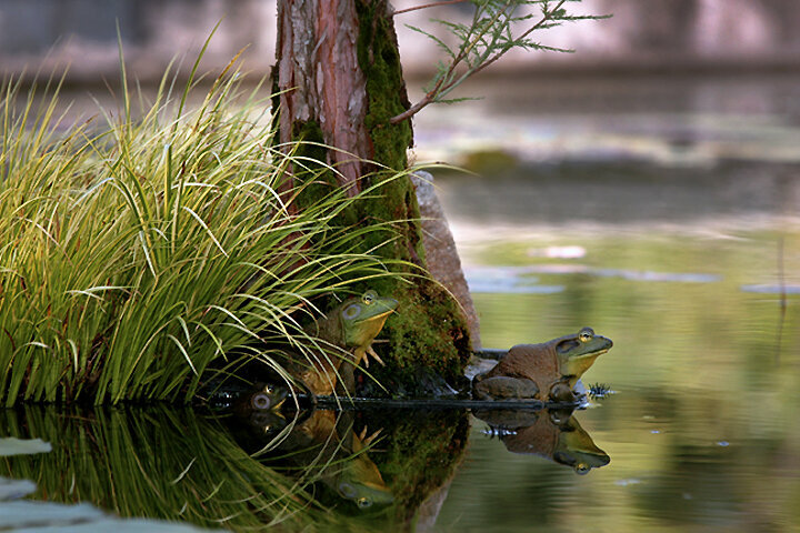 Flora & Fauna - Photo.net