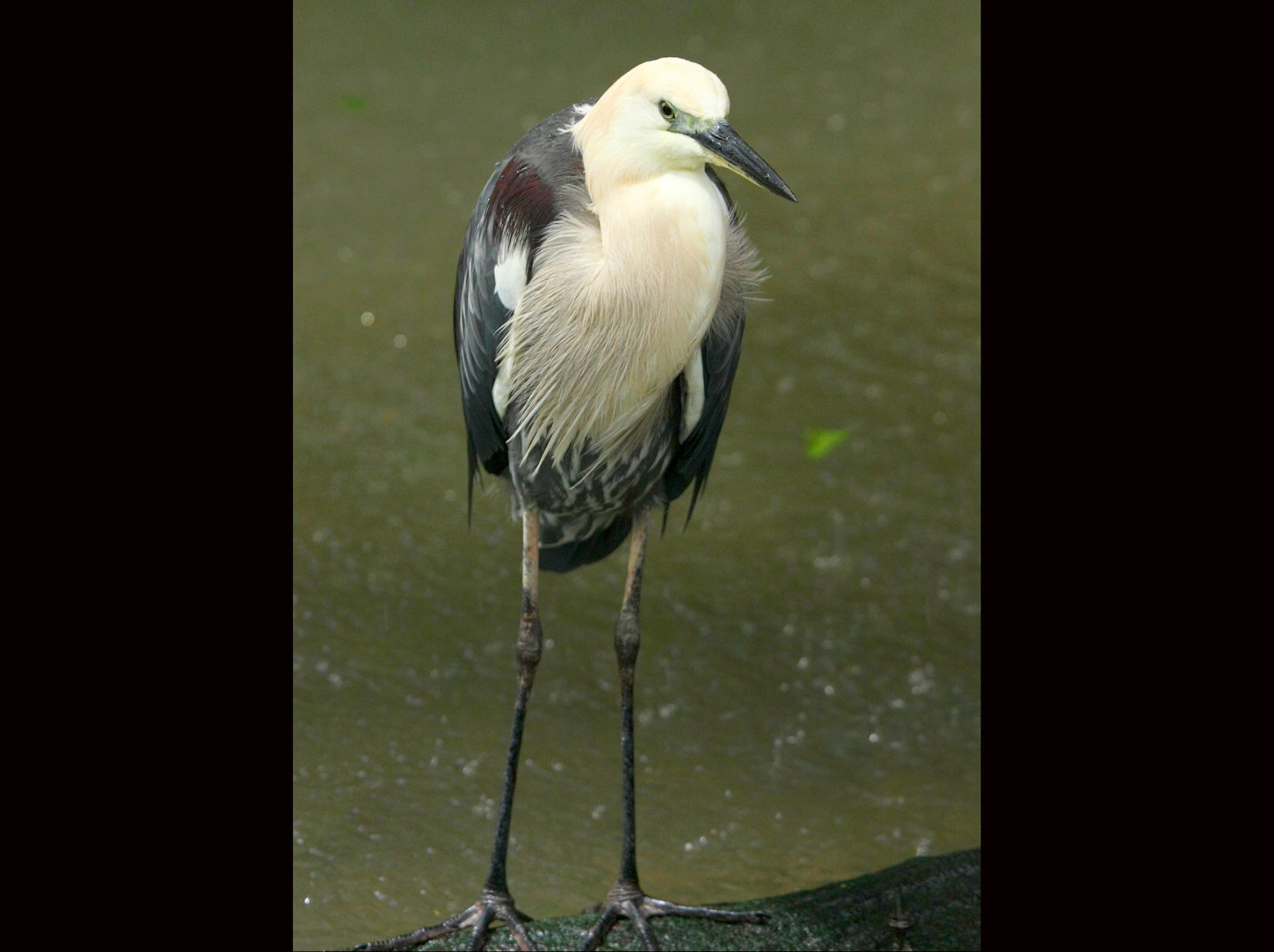 Wading bird.JPG - Wildlife - Photo.net