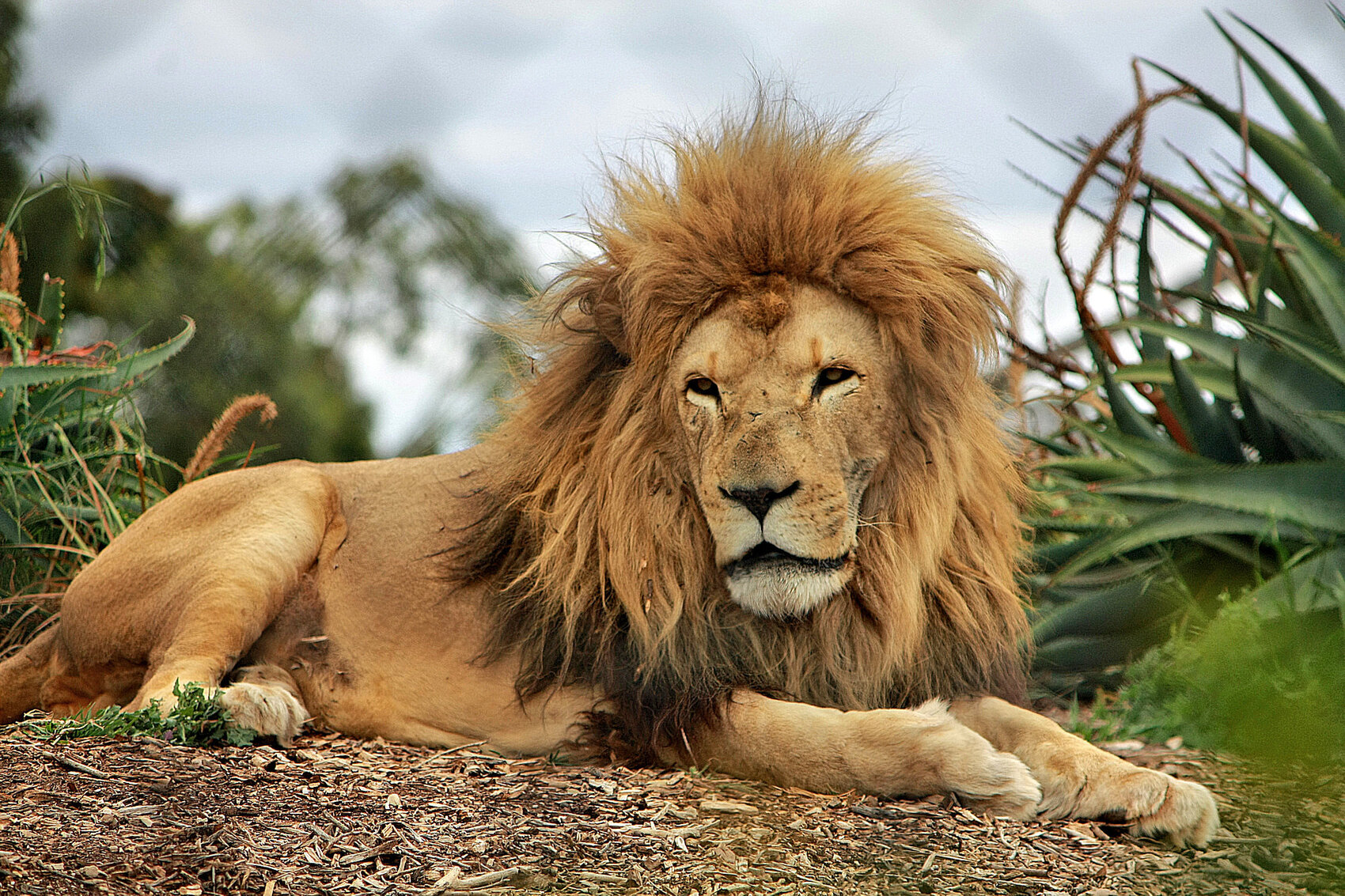 Lion.JPG - Animal - Photo.net