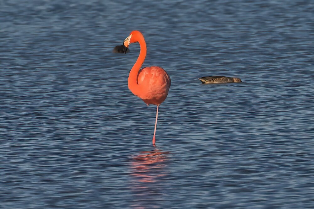 Pink - No Words - Photo.net
