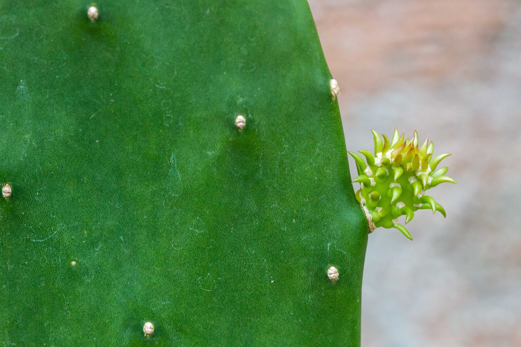 Cactus Shoot - Nature - Photo.net
