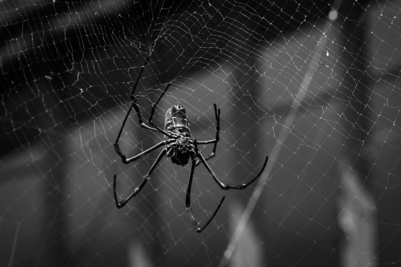Spider/Monochrome - Monochrome - Photo.net