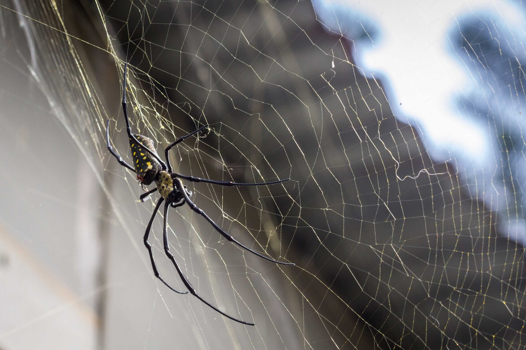 Spider Trap - Nature - Photo.net