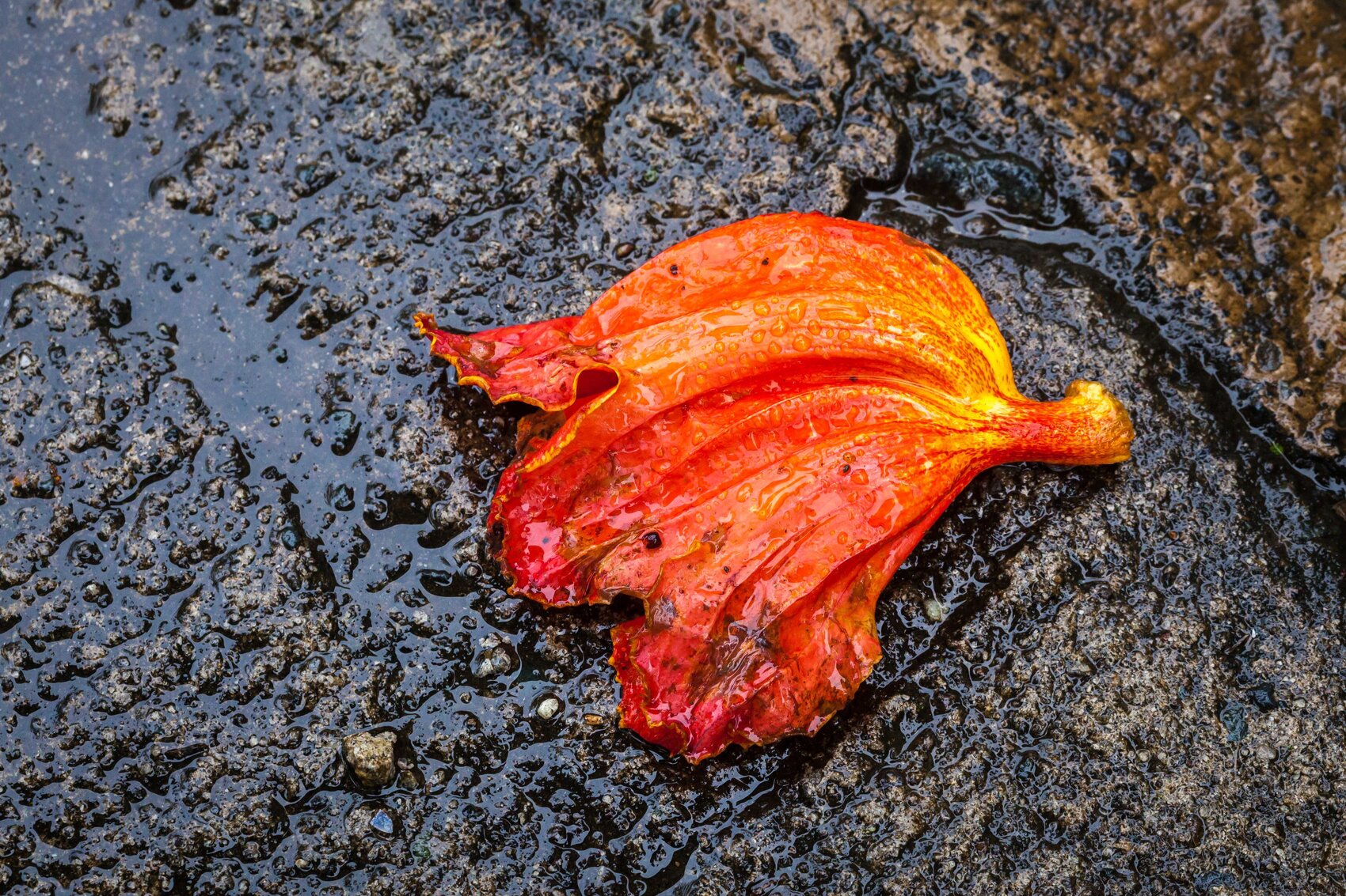 Fallen Blossom - Nature - Photo.net