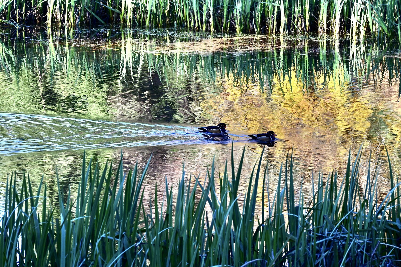 C11C73A8-7355-4F2E-B270-6007C5E76321_1_201_a.jpeg - Landscape - Photo.net