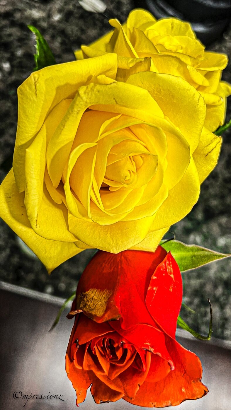 Red & Yellow - No Words - Photo.net