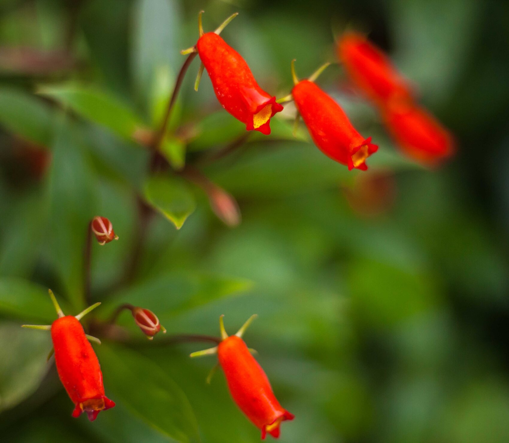 Slender Flowers - Flower - Photo.net