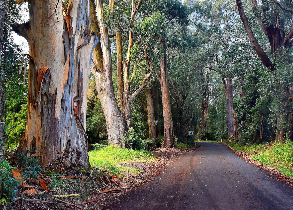 Forest rd.jpg - Journalism - Photo.net