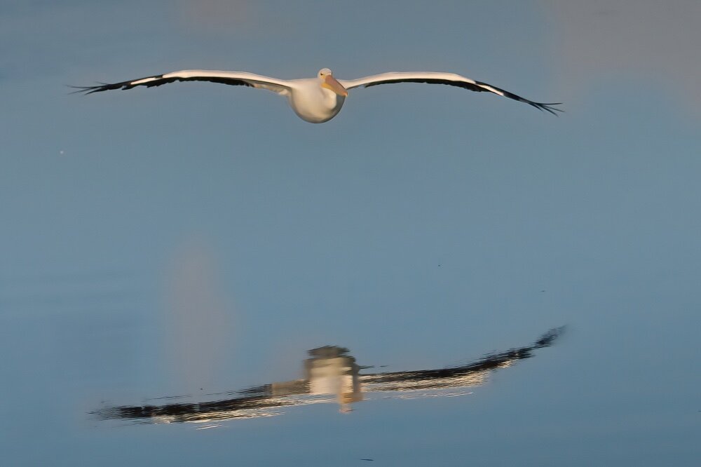 In Flight (anything that's flying) - No Words - Photo.net