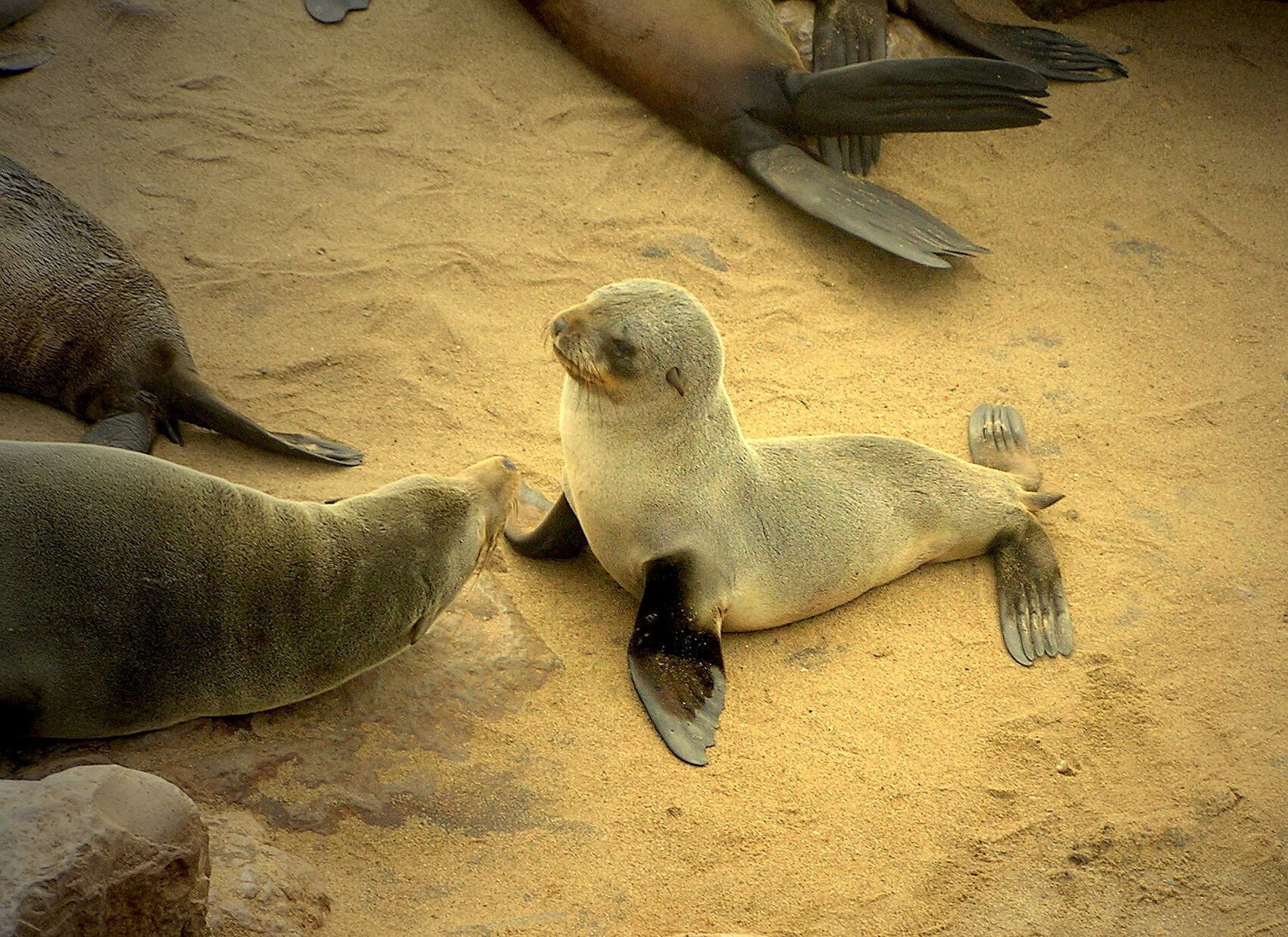 Namibia skeleton coast.jpg - Animal - Photo.net