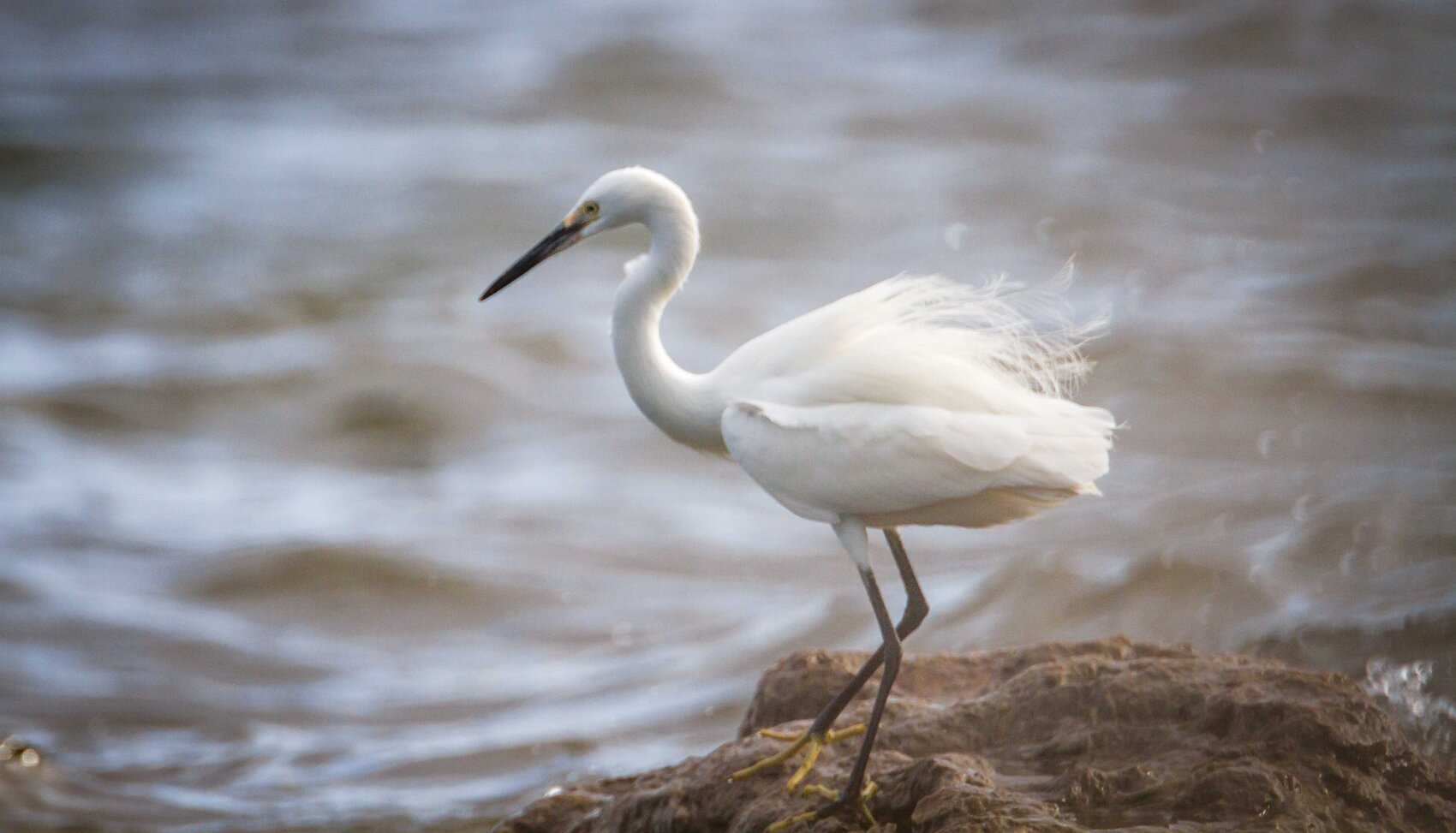 Ruffled Feathers - Wildlife - Photo.net