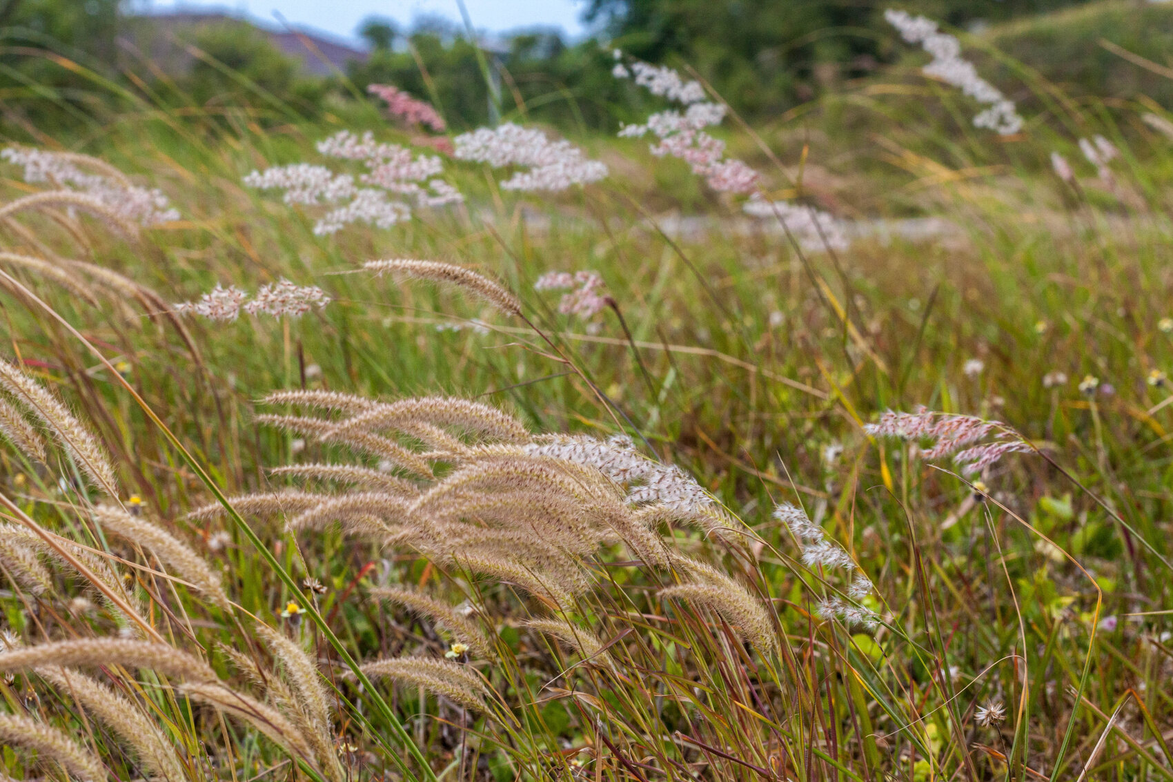 Blowing in the Wind - Nature - Photo.net