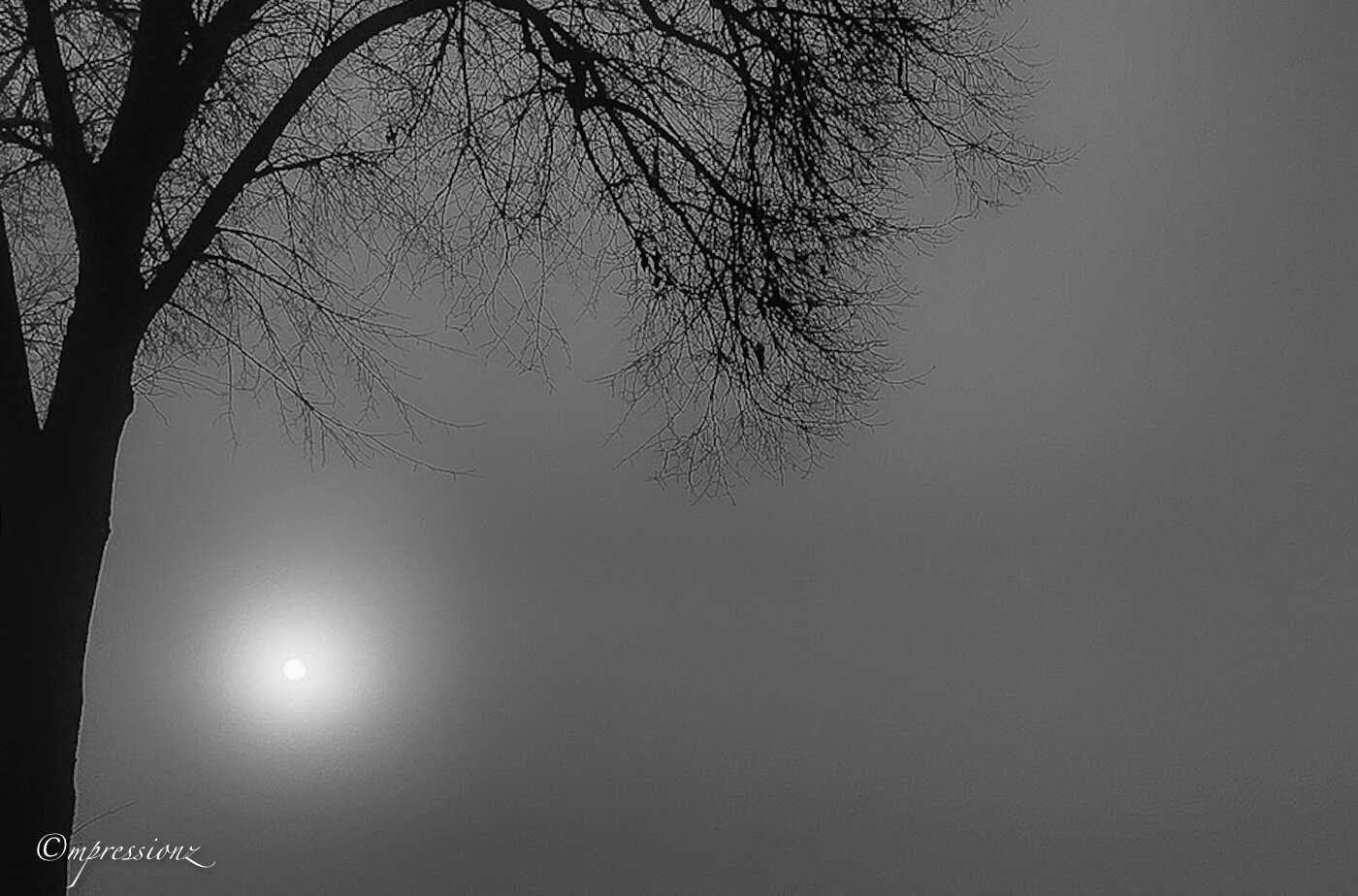 Fog Shrouded - No Words - Photo.net