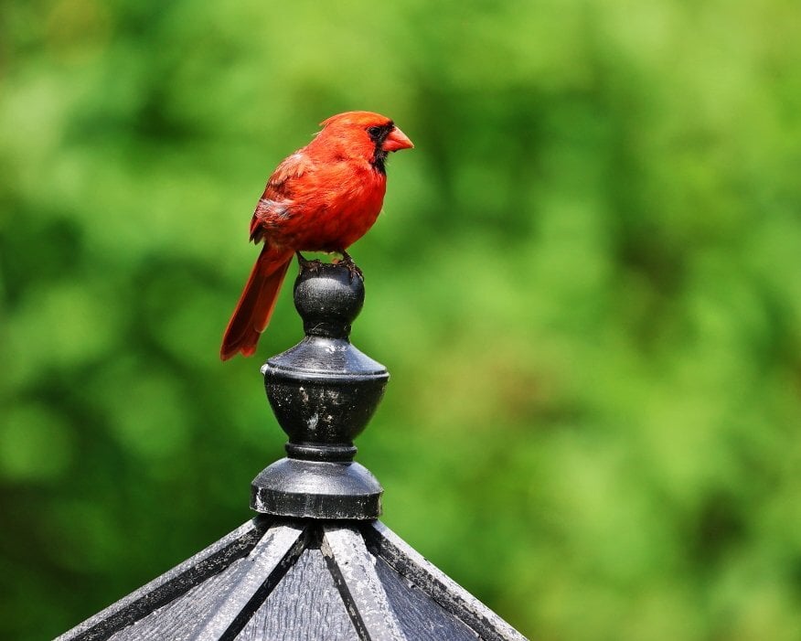 Perched - No Words - Photo.net