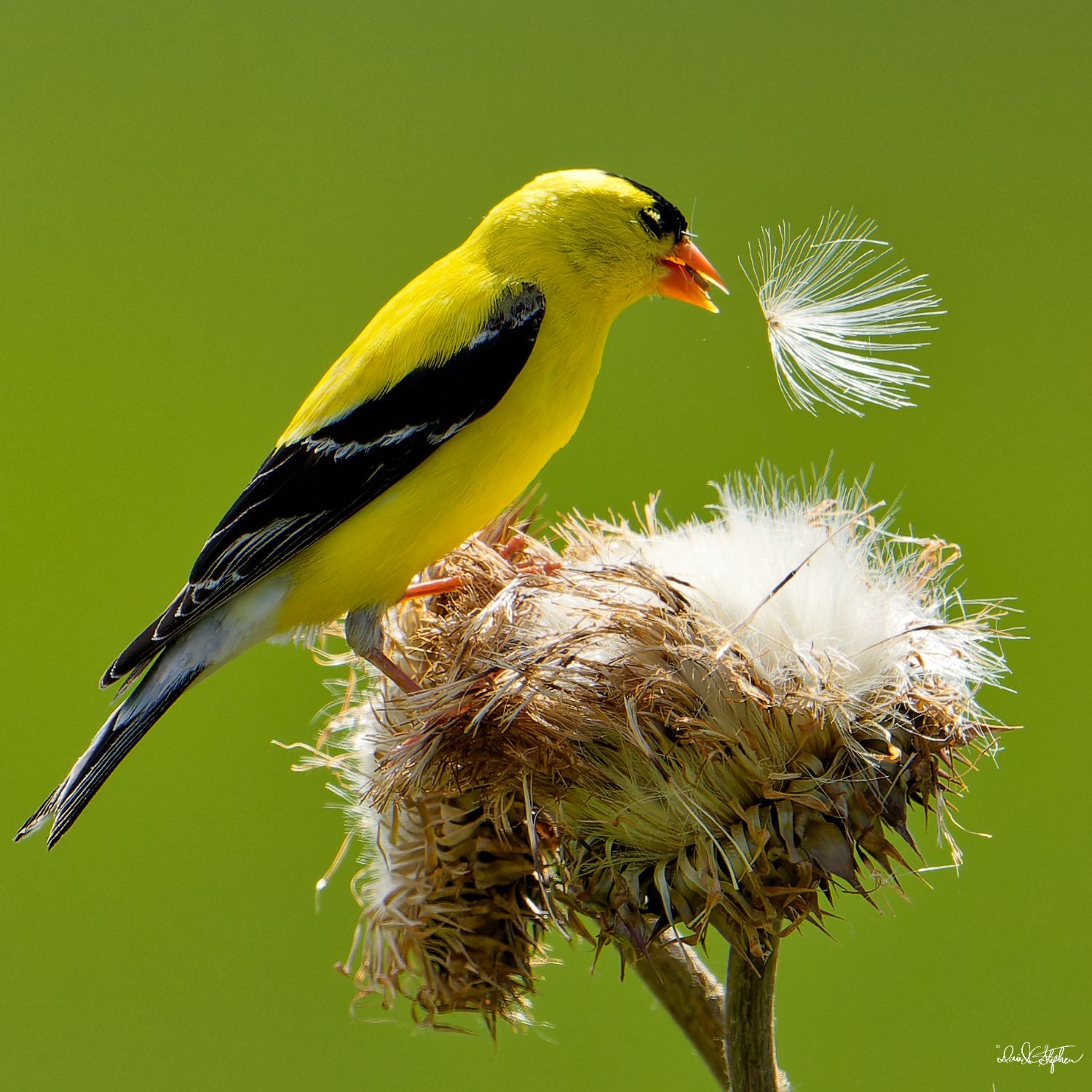 Flower Seeds - No Words - Photo.net