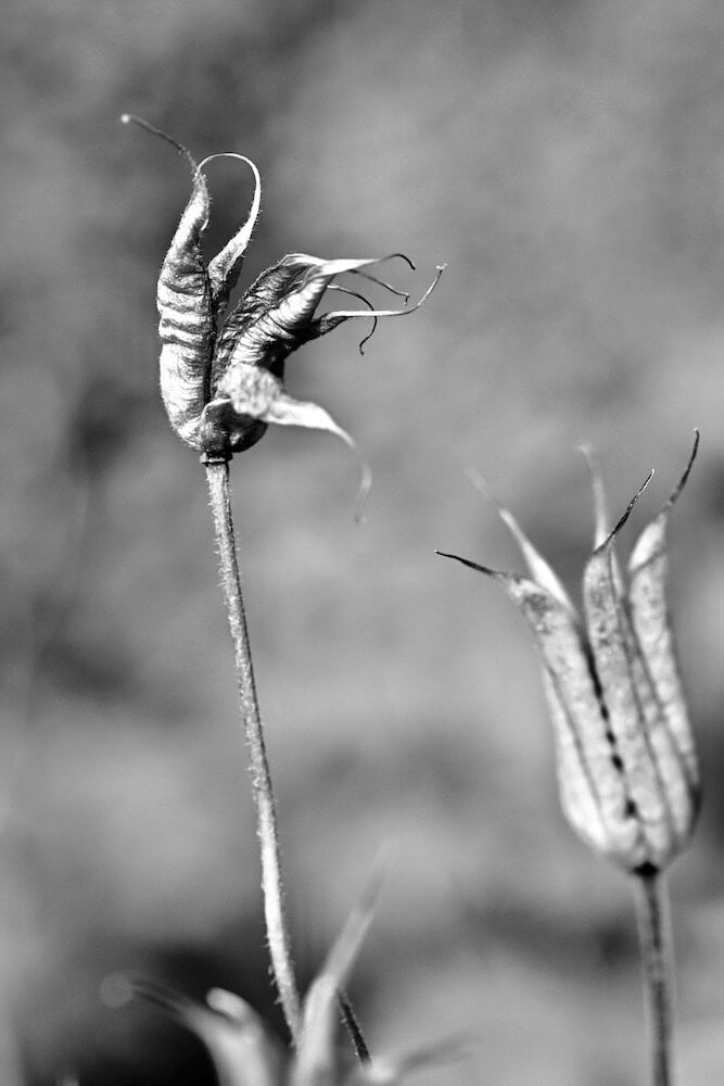 Monochrome Monday ( For Monday June 22 ) - No Words - Photo.net
