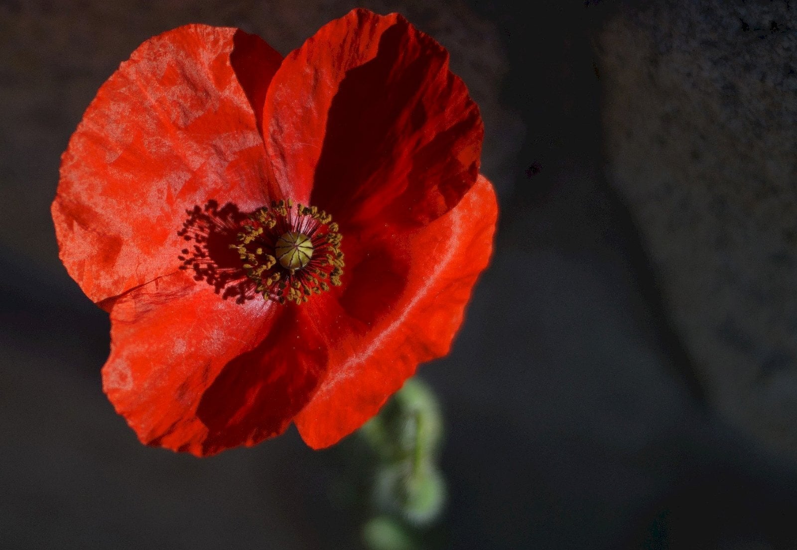 Rouge - No Words - Photo.net