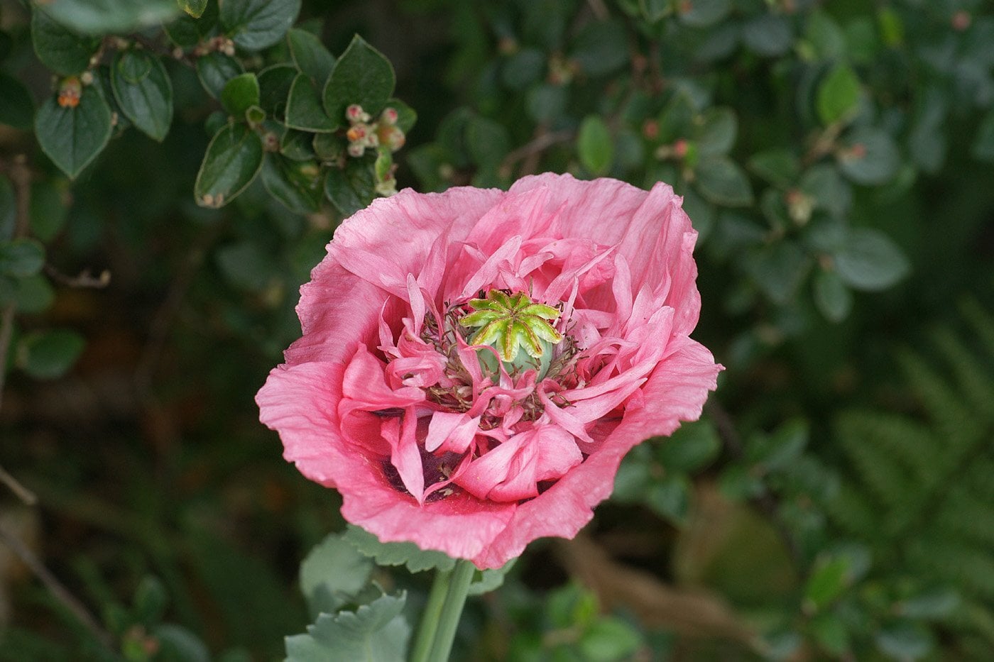 Poppy - No Words - Photo.net