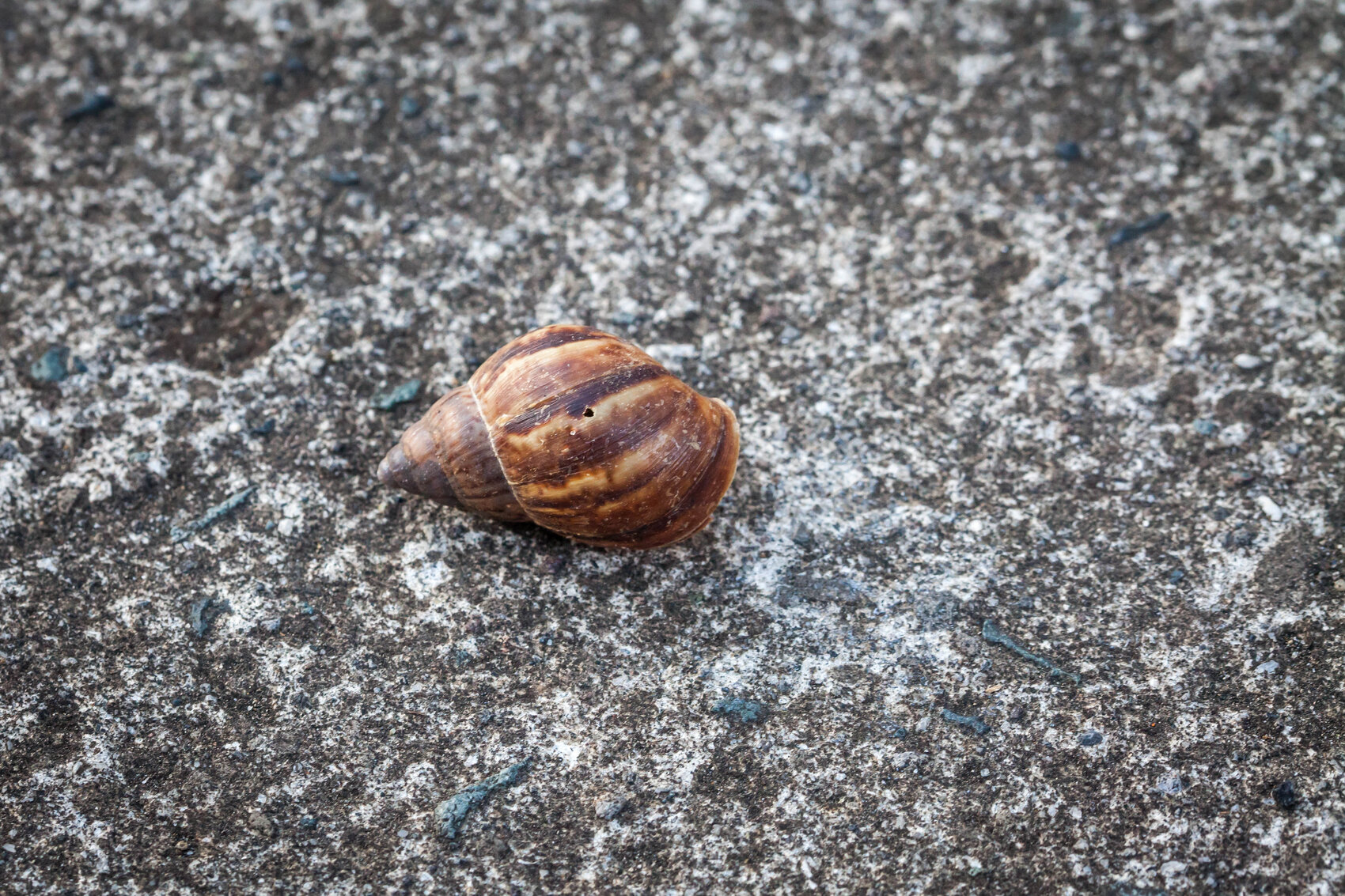 Snail on Pavement - Nature - Photo.net
