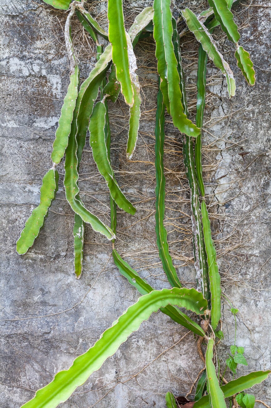 Vines on Concrete Wall - Nature - Photo.net