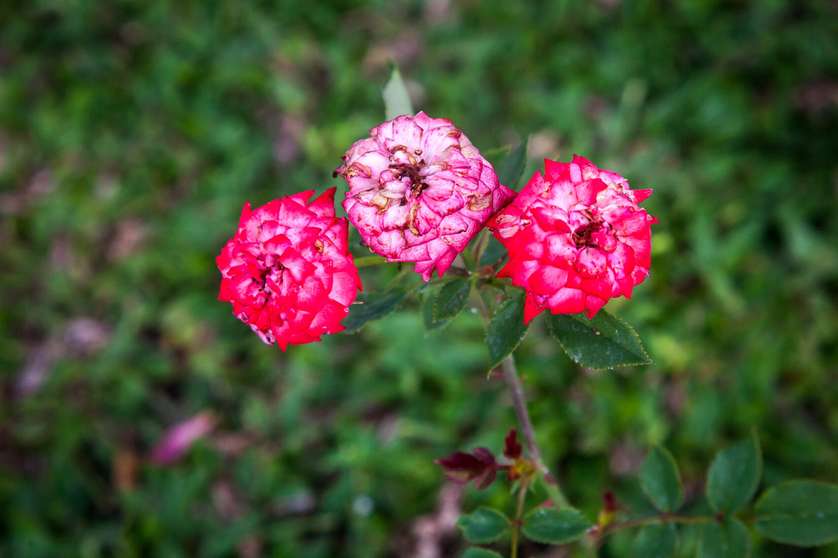 Terrific Trio - Flower - Photo.net
