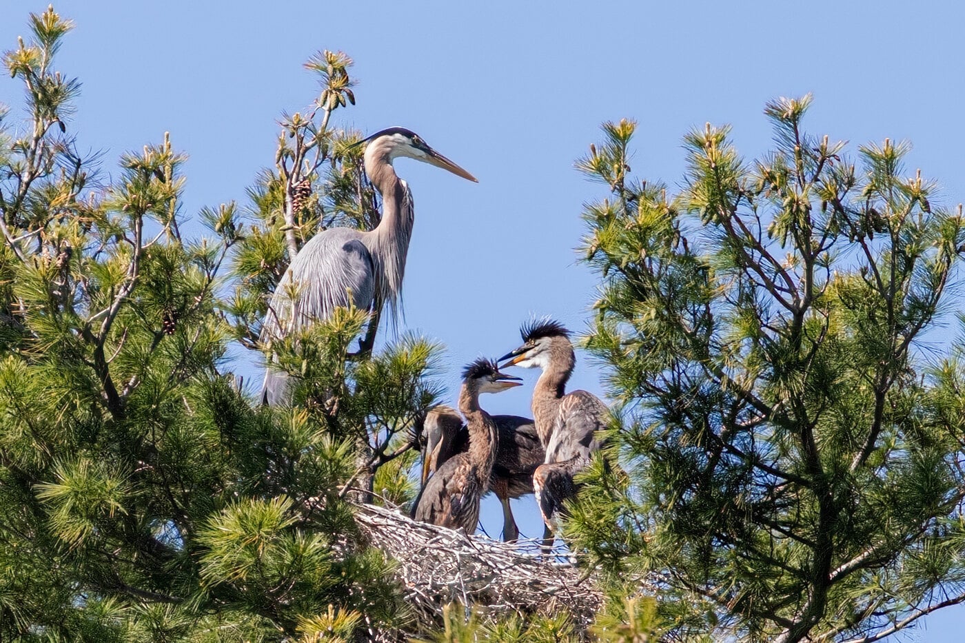 What?! Fish for supper? AGAIN ?! - Uncategorized - Photo.net