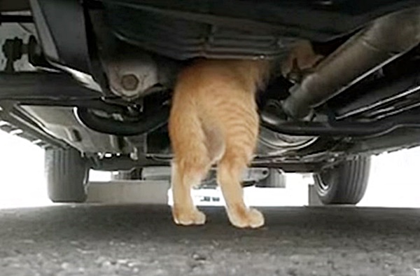 The legend of the "cat wrangler" - The Good, The Bad and The Ugly ...