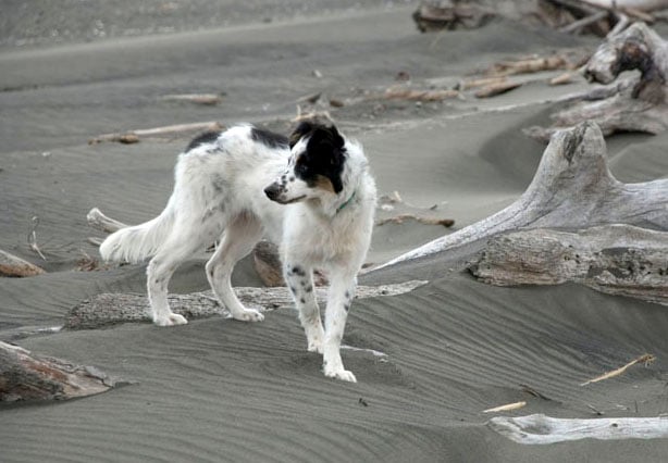 My new BC has a very spotty coat - General Border Collie Discussion ...