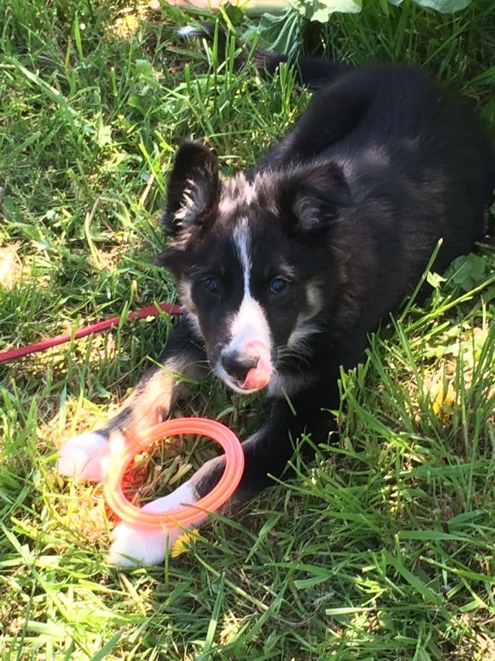 How to stop puppy biting - General Border Collie Discussion - BC Boards