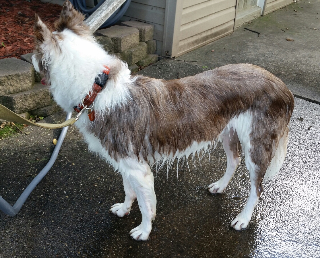 Is my dog underweight? - General Border Collie Discussion - BC Boards