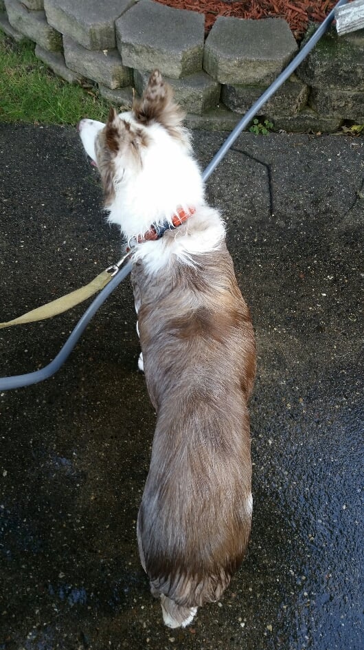Is my dog underweight? - General Border Collie Discussion - BC Boards