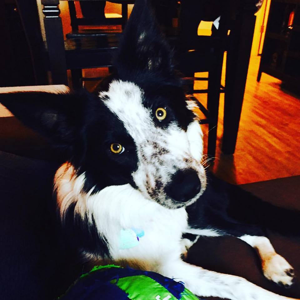 Doggie Daycare, Good? Bad? Ugly? - General Border Collie Discussion ...