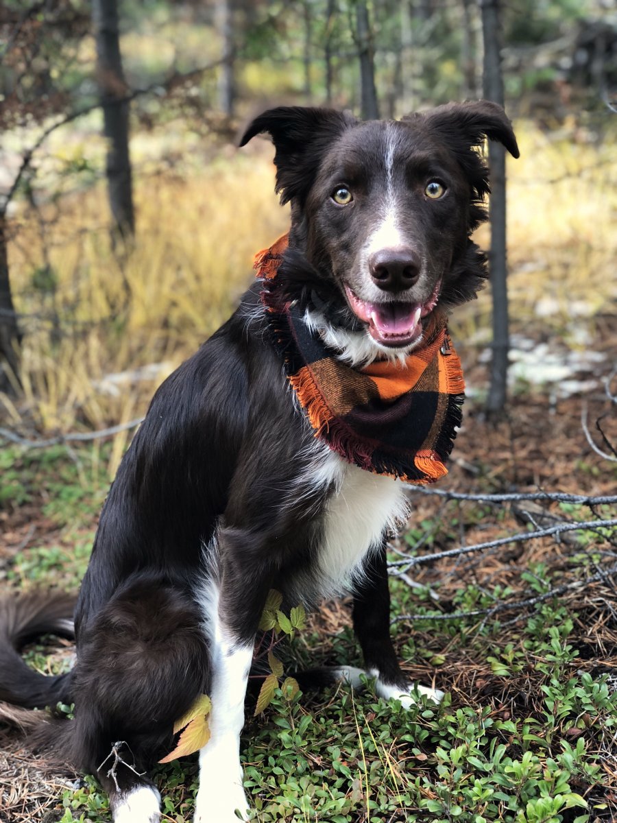 Questions About Heat/Spaying (puppy picture included) - General Border ...