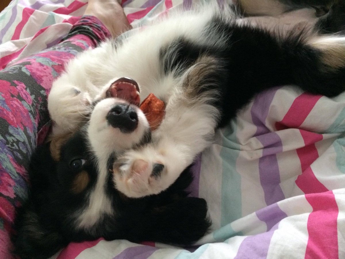 Border collie activity/stimulation levels - General Border Collie ...