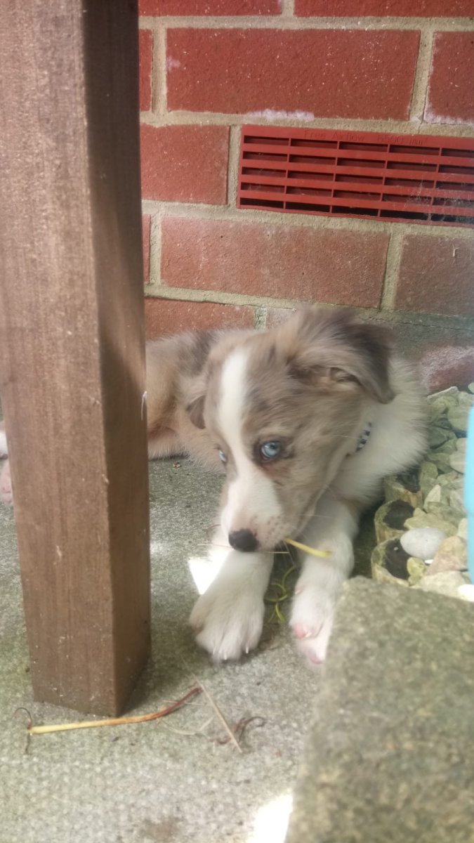 Border collie 8 week normal weight 2.7kg - General Border Collie ...