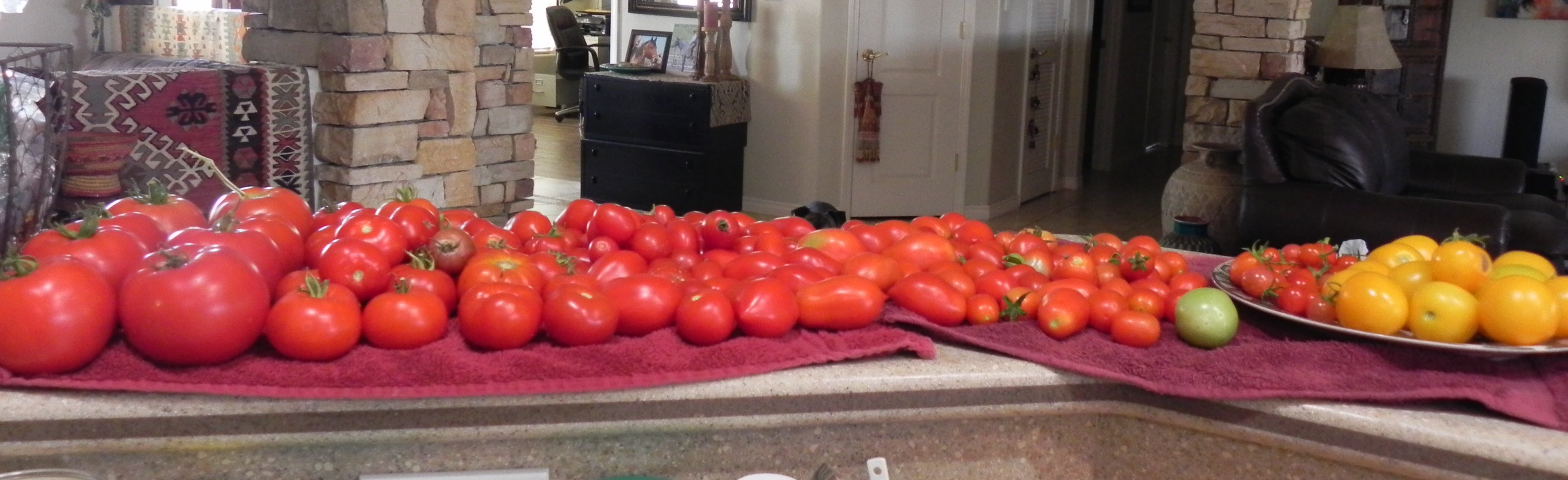 Tomatoes - Kevin Rider - StrokeNet