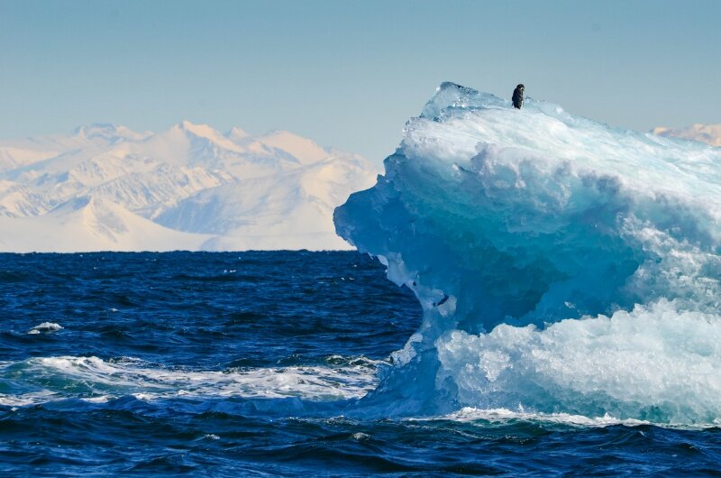 A pic from the USCG Polar Star... random penguin molting on an ice berg ...